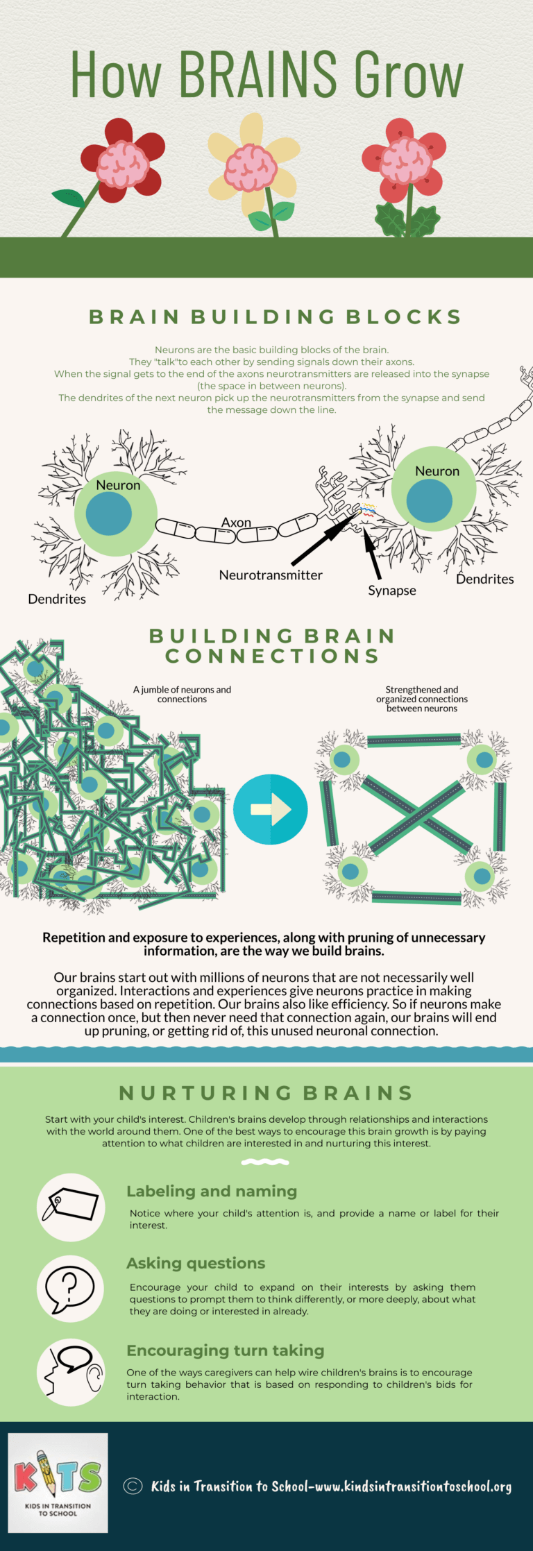 Growing Brains-Infographic - KITS